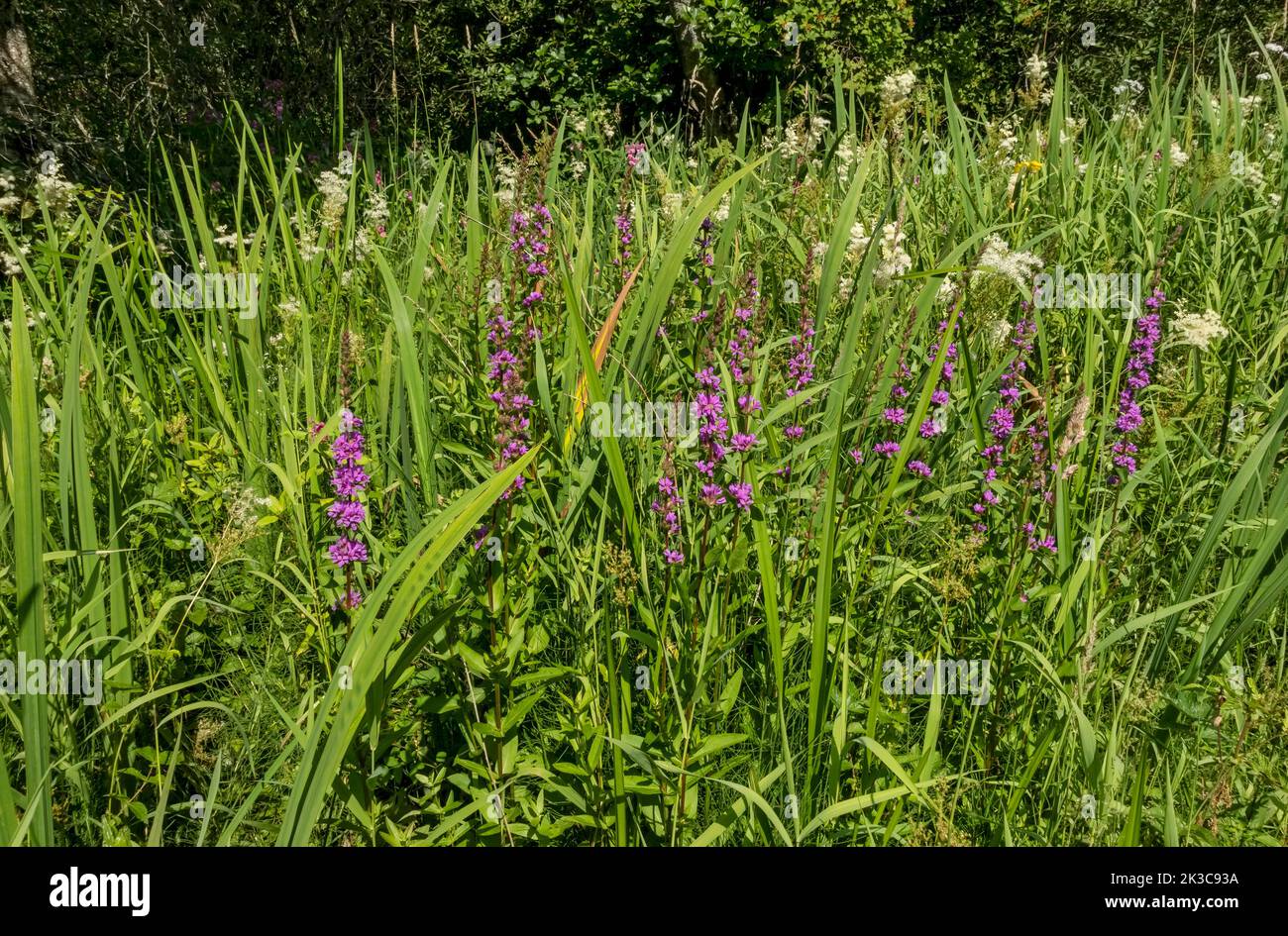 Purple white wildflowers growing in hi-res stock photography and images ...