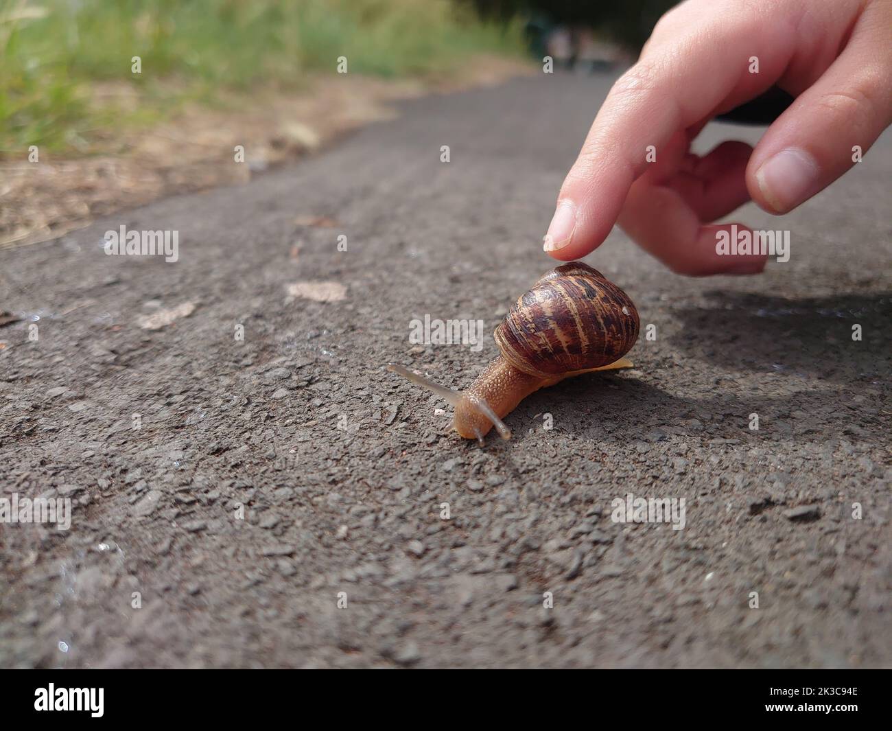 A human hand touching snail on ground Stock Photo - Alamy