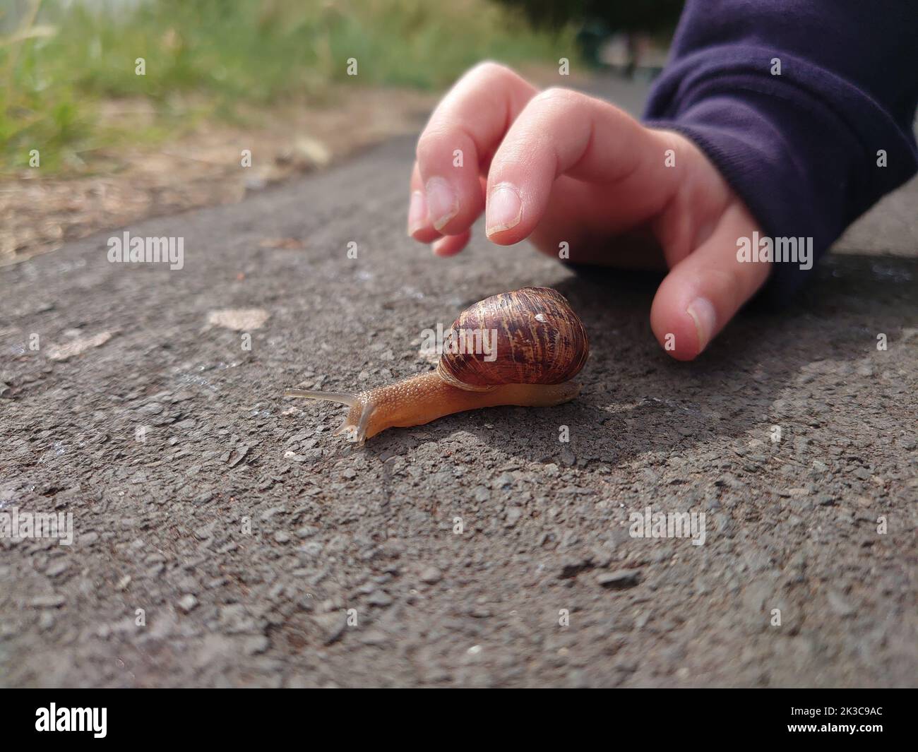 A human hand touching snail on ground Stock Photo - Alamy