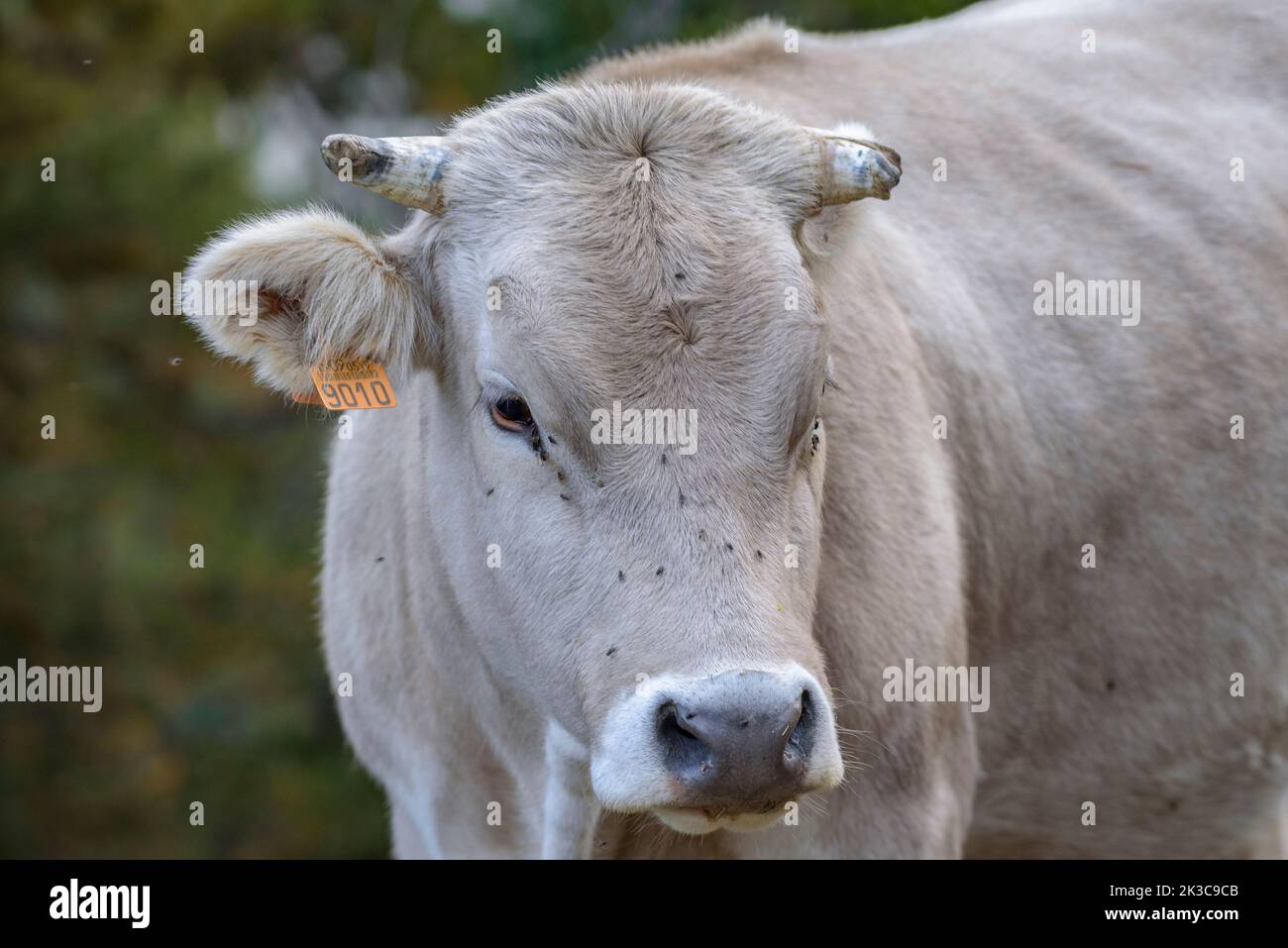 Vaca ete hi-res stock photography and images - Alamy