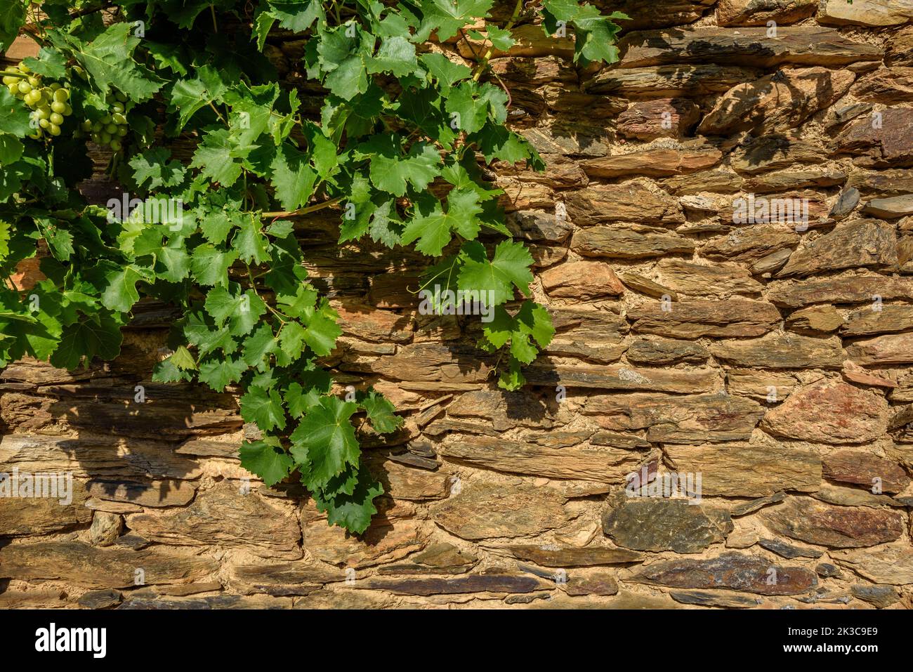 Detalle de una hoja de parra hi-res stock photography and images - Alamy