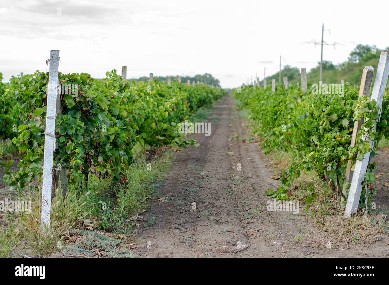 Vineyard after harvest. Grapes planted in rows Stock Photo - Alamy