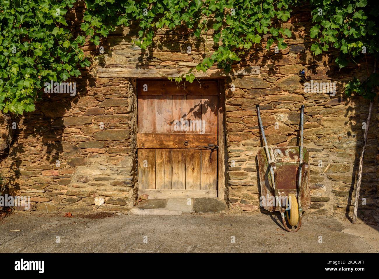 Hoja de parra hi-res stock photography and images - Alamy