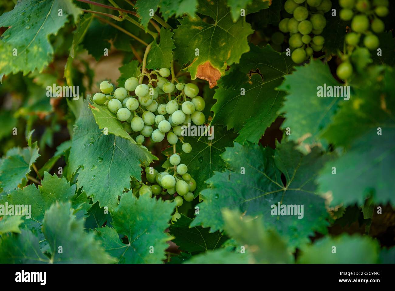 Hoja de parra hi-res stock photography and images - Alamy