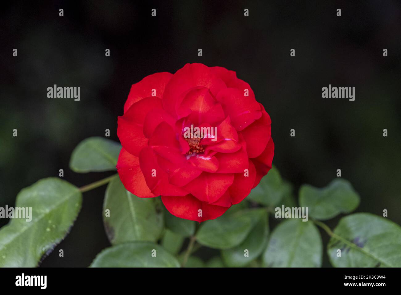 Red garden rose top view, selective focus, red rose with their green ...