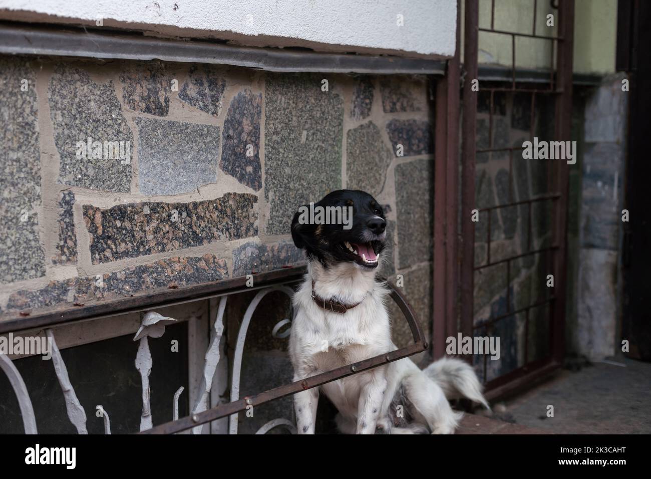 Dog sitting near the house Stock Photo - Alamy