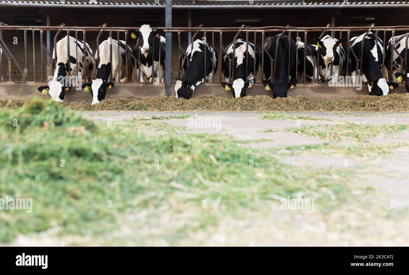 adult cows eating hay with grass on dairy farm Stock Photo - Alamy