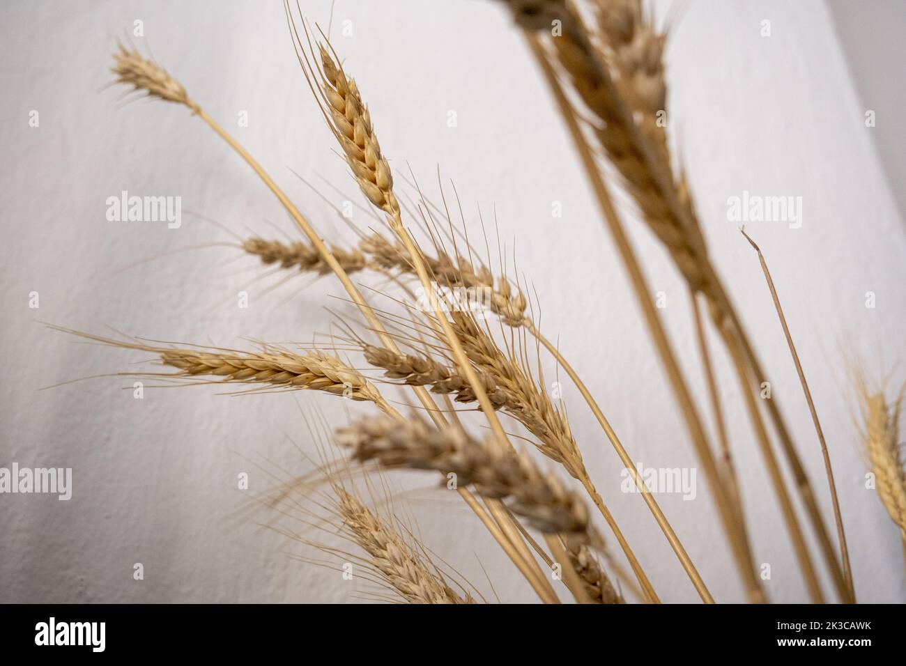 Dried wheat stalks, flower arrangement art wedding decoration, natural ...