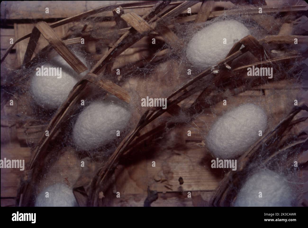 Sericulture is the process of cultivating silkworms and extracting silk ...