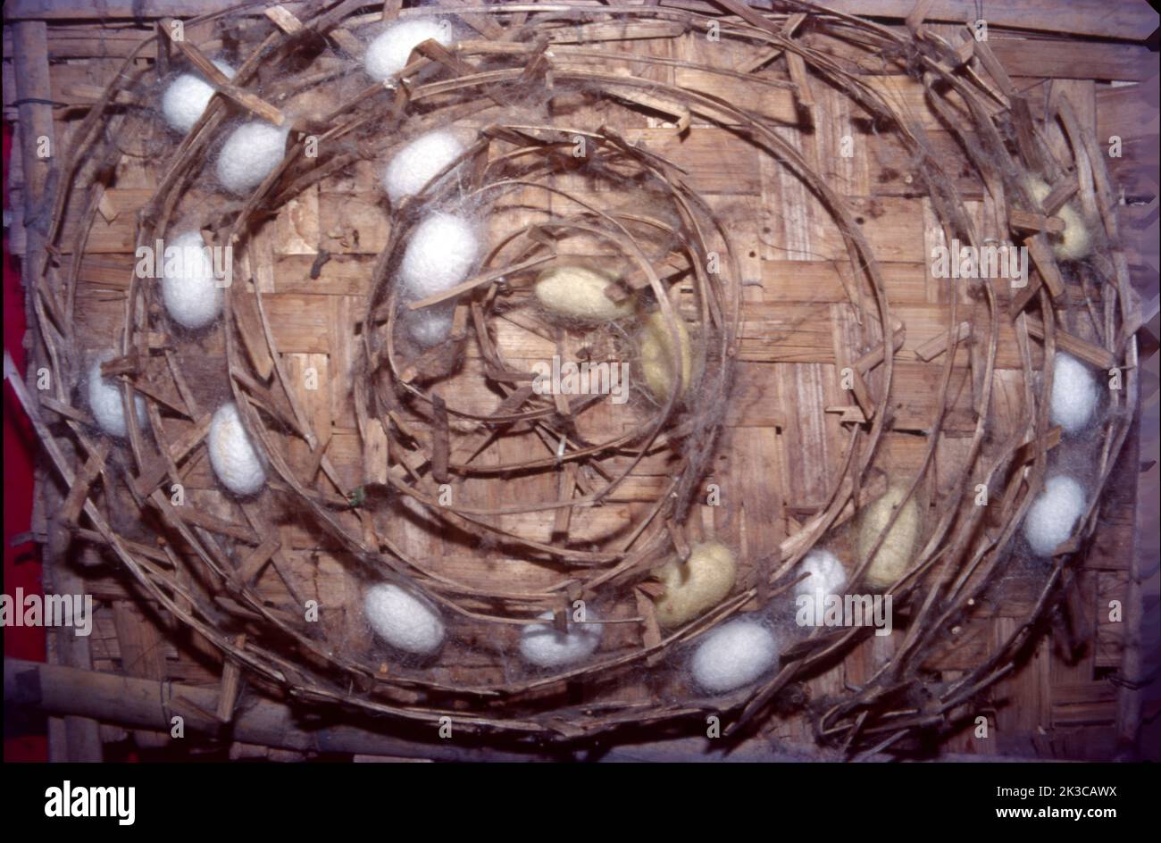 Sericulture is the process of cultivating silkworms and extracting silk ...