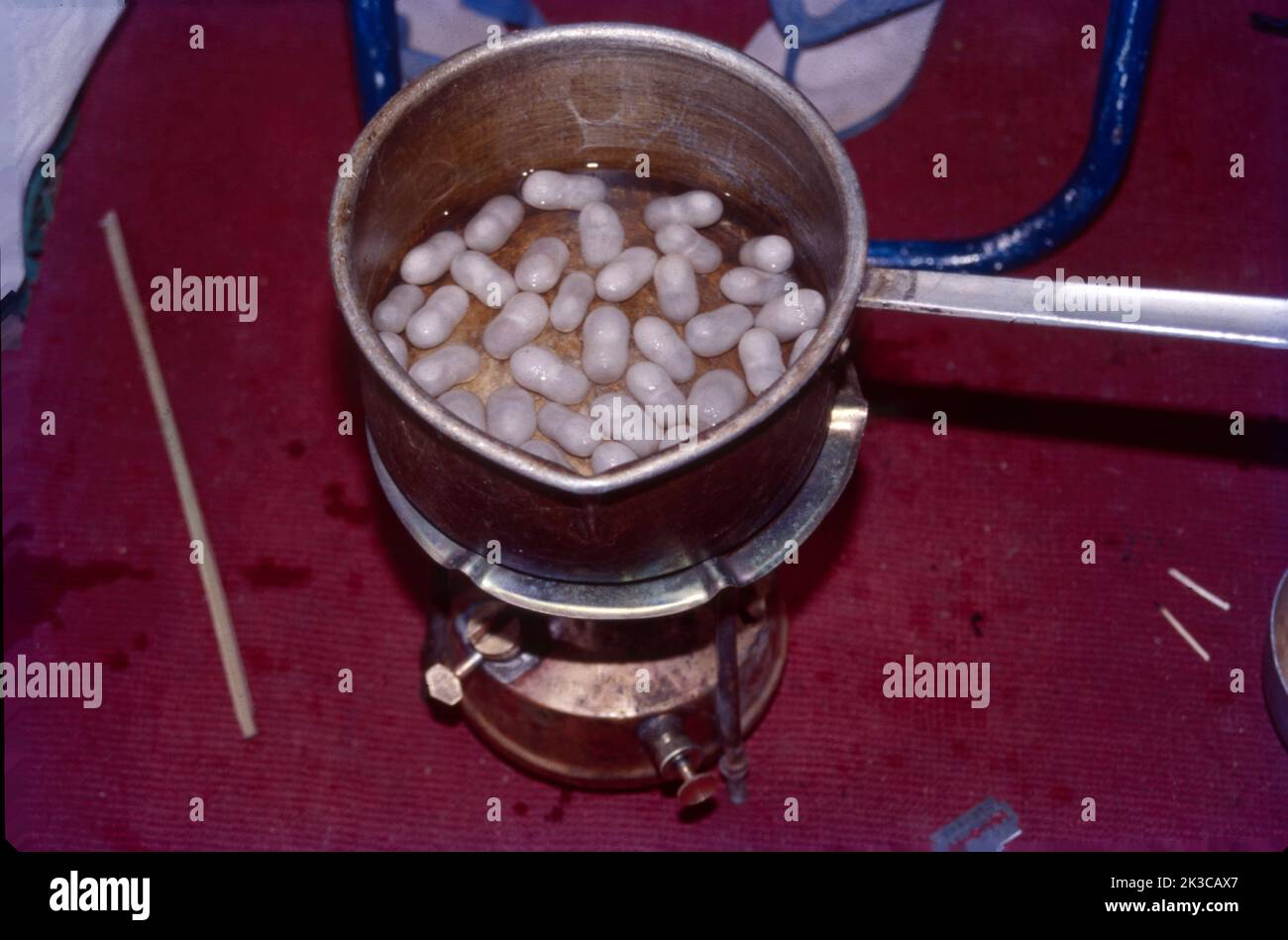 Sericulture is the process of cultivating silkworms and extracting silk ...