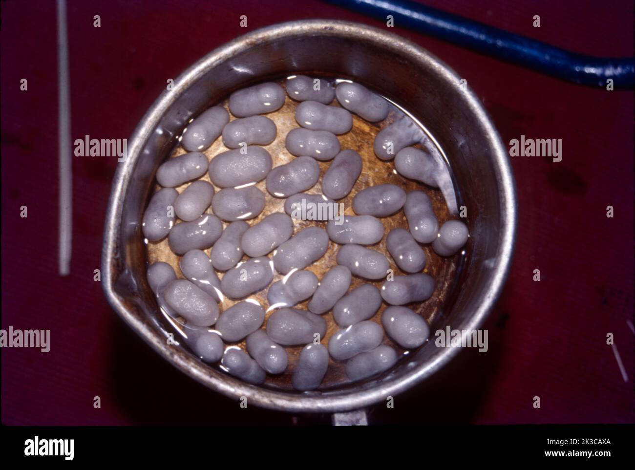 Sericulture is the process of cultivating silkworms and extracting silk ...