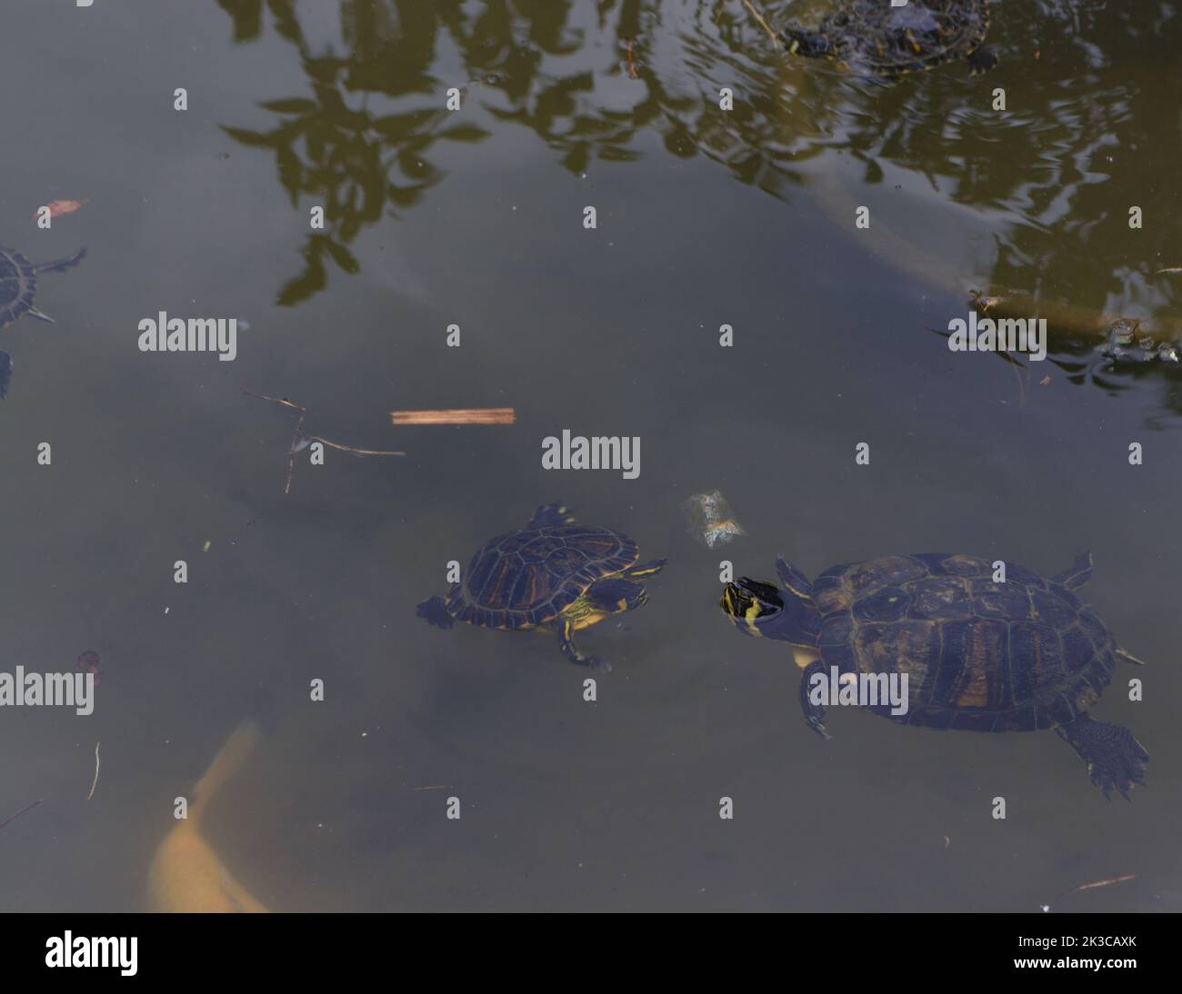 Turtles in the fountain in Venice, Italy Stock Photo - Alamy