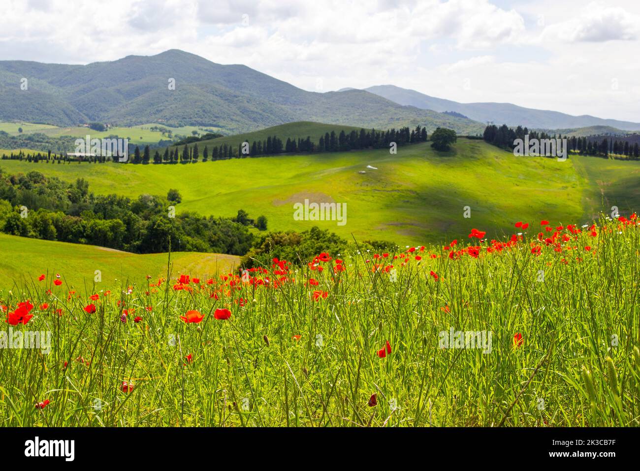 spring in Tuscany, landscape with poppies Stock Photo - Alamy