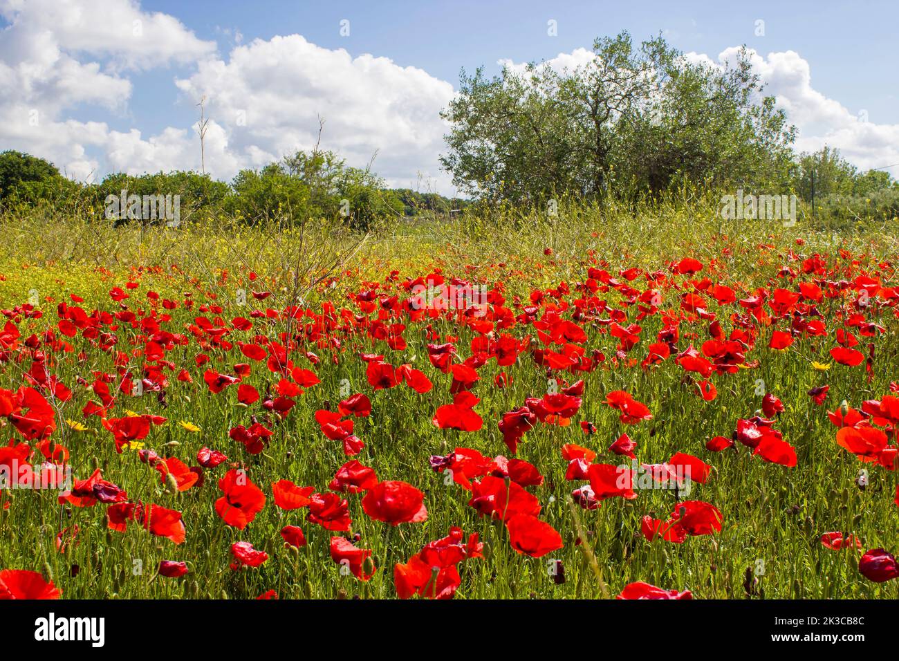 spring in Tuscany, landscape with poppies Stock Photo - Alamy
