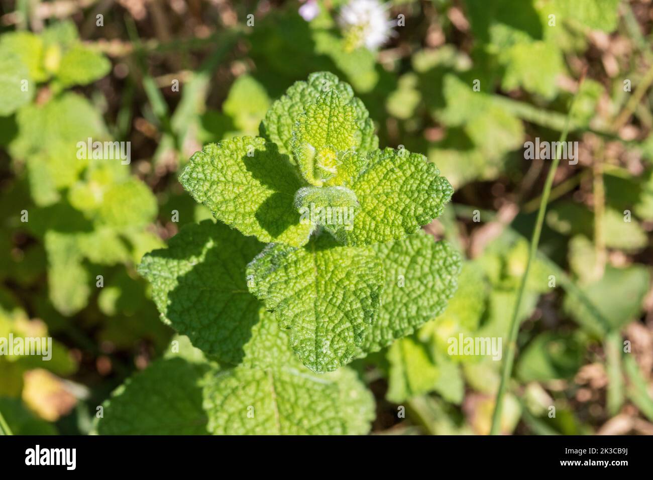 Mentha suaveolens, Wild Apple Mint Growing in the Spanish Countryside ...
