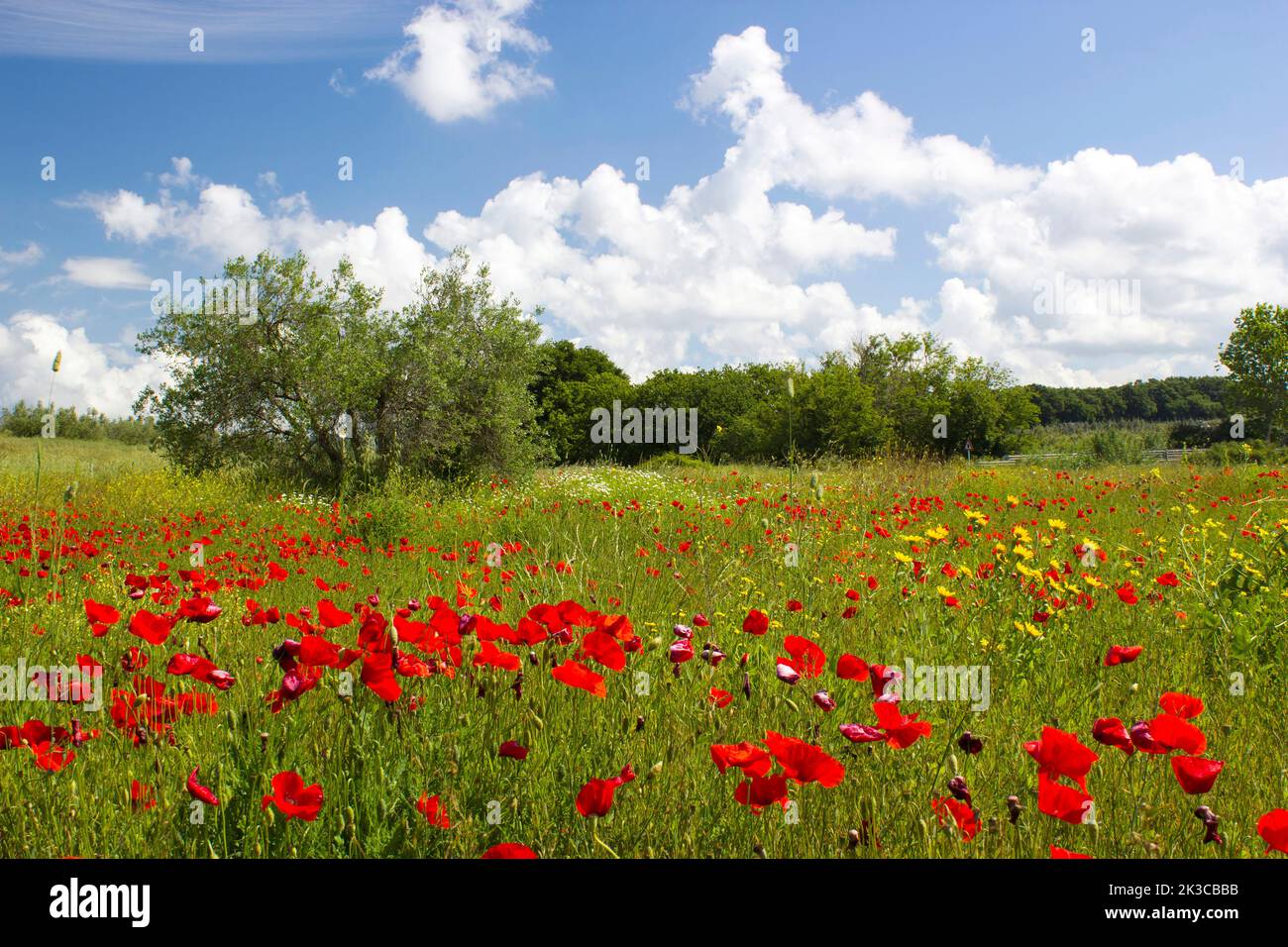 spring in Tuscany, landscape with poppies Stock Photo - Alamy