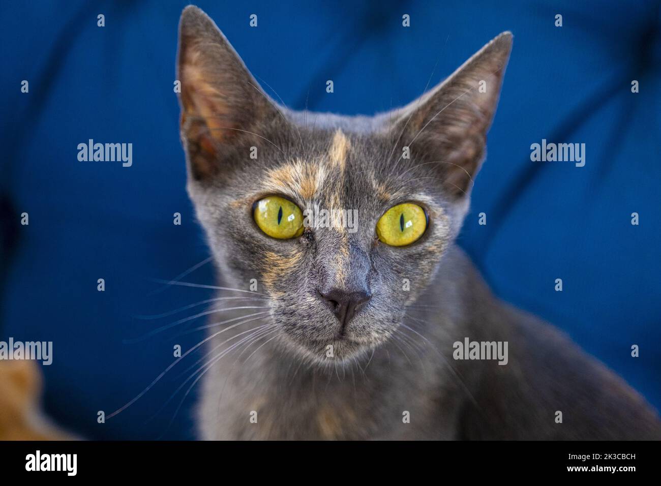 Full opened eye mature grey tabby cat, selective focus, detailed cat ...