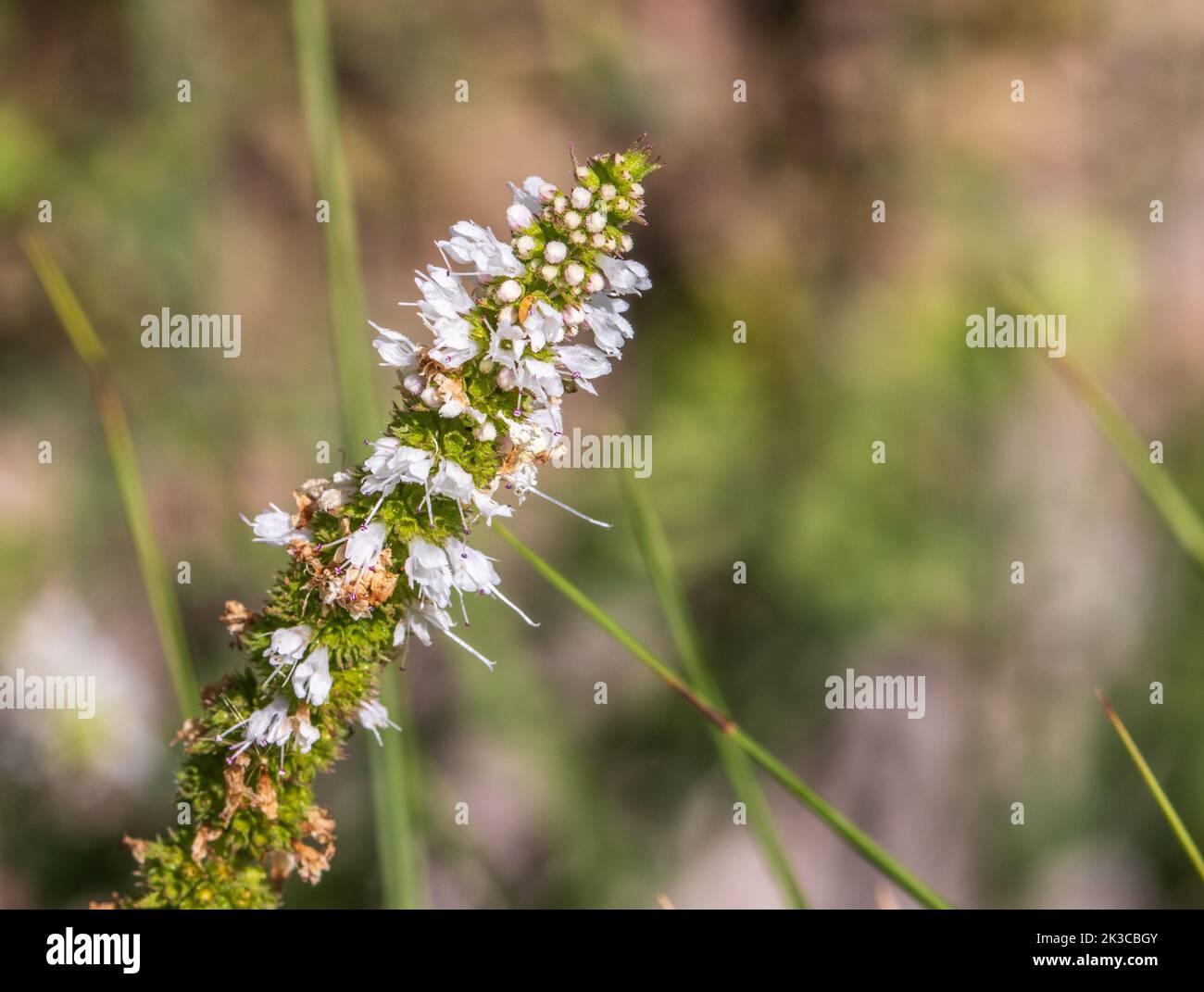 Mentha suaveolens, Wild Apple Mint Growing in the Spanish Countryside ...