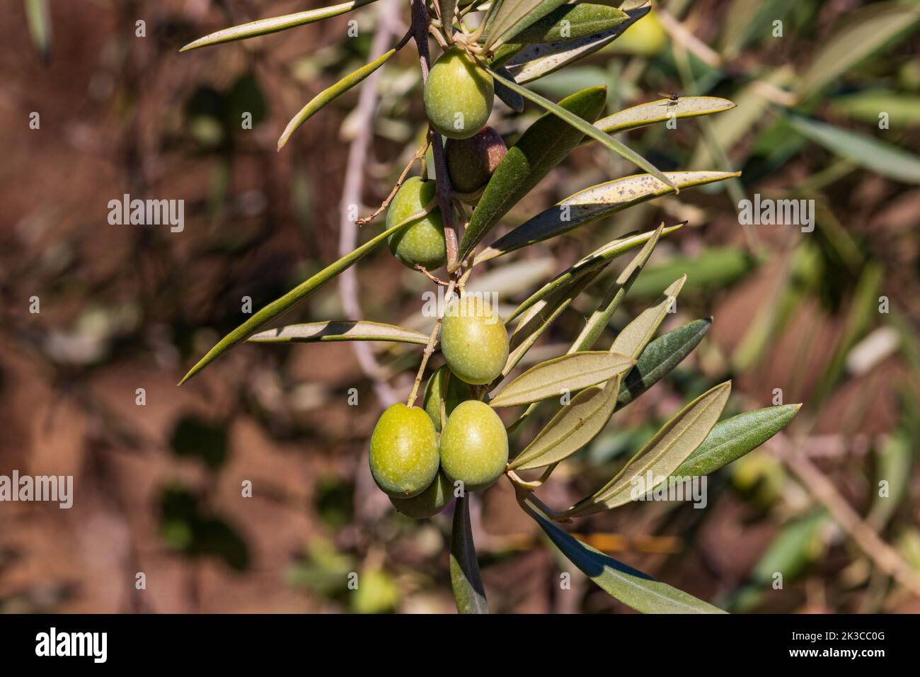 Olea europaea, Green Olives on the Branch Stock Photo - Alamy