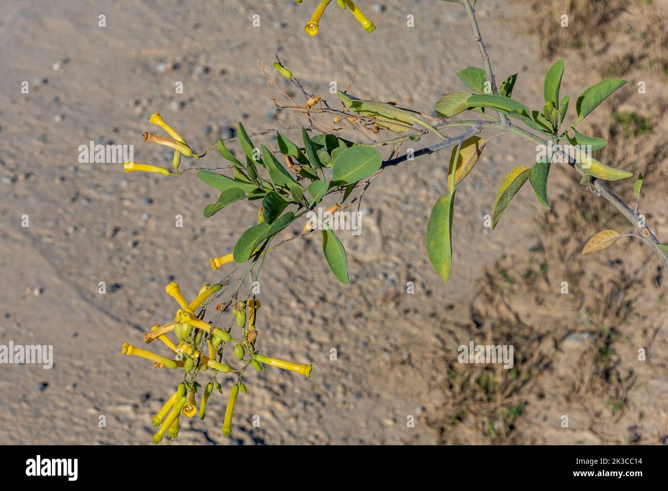 Nicotiana glauca, Tree Tobacco Plant in Flower Growing Wild in the ...