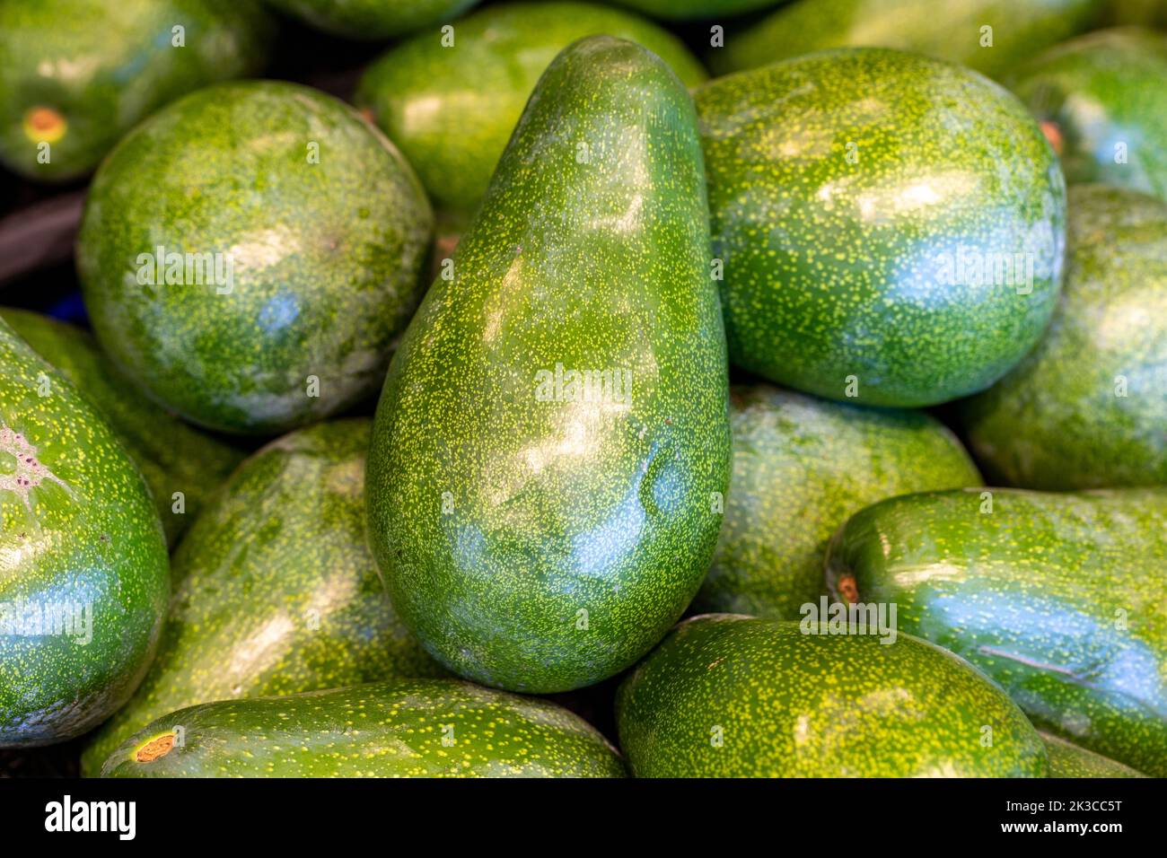 Ripe avocado on the market counter. Exotic fruit. pile of avocado Stock ...