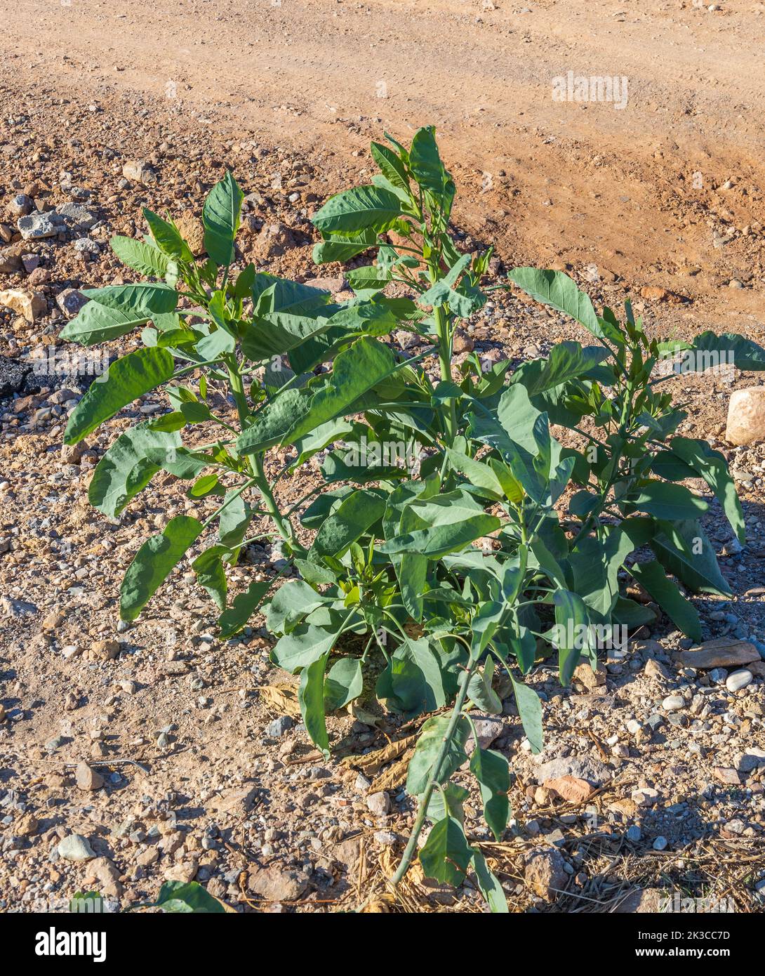 Nicotiana glauca, Tree Tobacco Plant in Flower Growing Wild in the ...