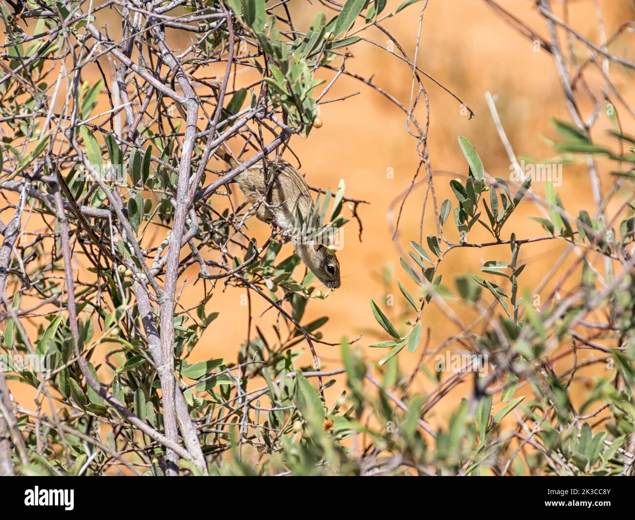 Kalahari mouse hi-res stock photography and images - Alamy