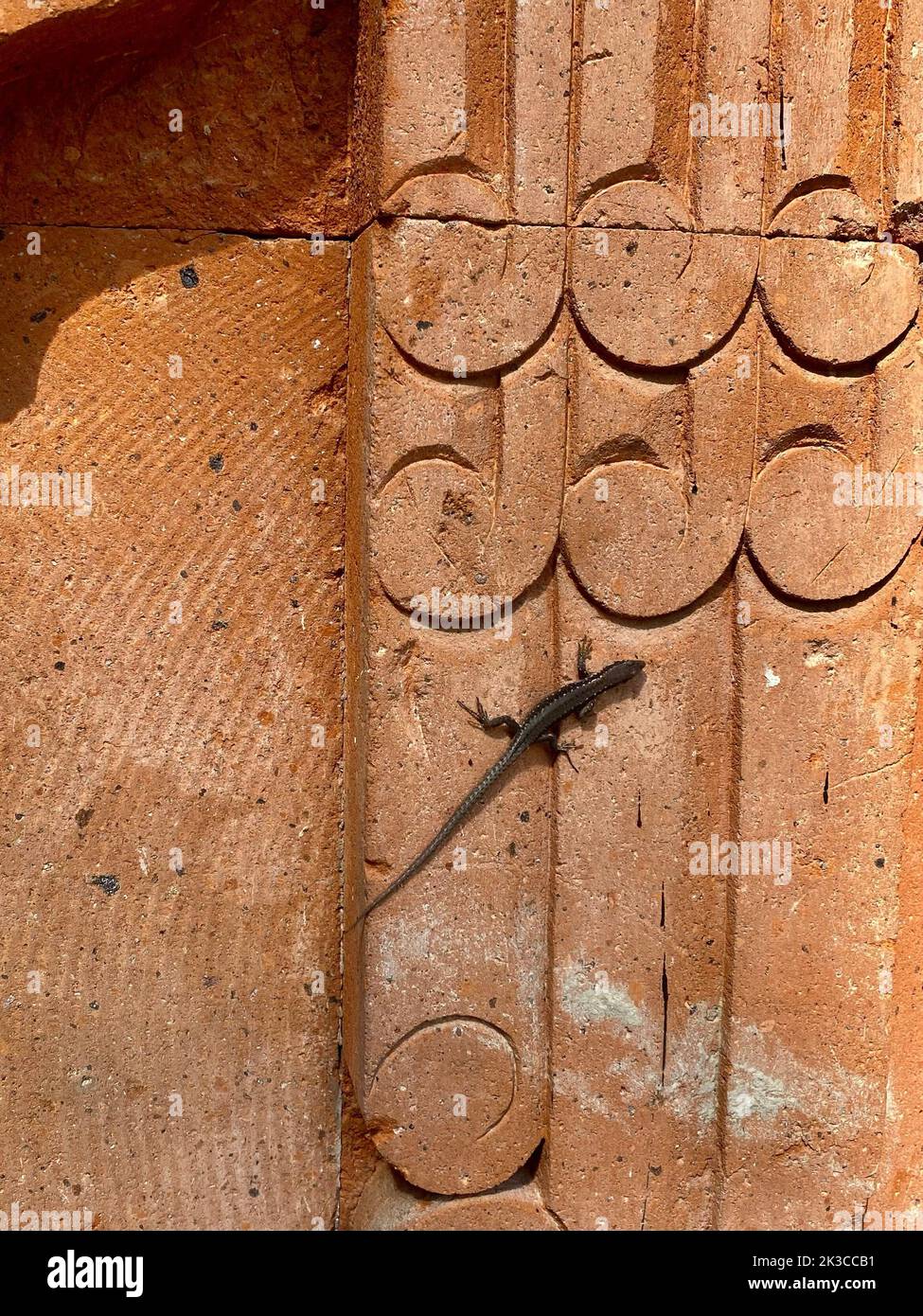 A vertical shot of a common wall lizard on the red stone wall Stock ...