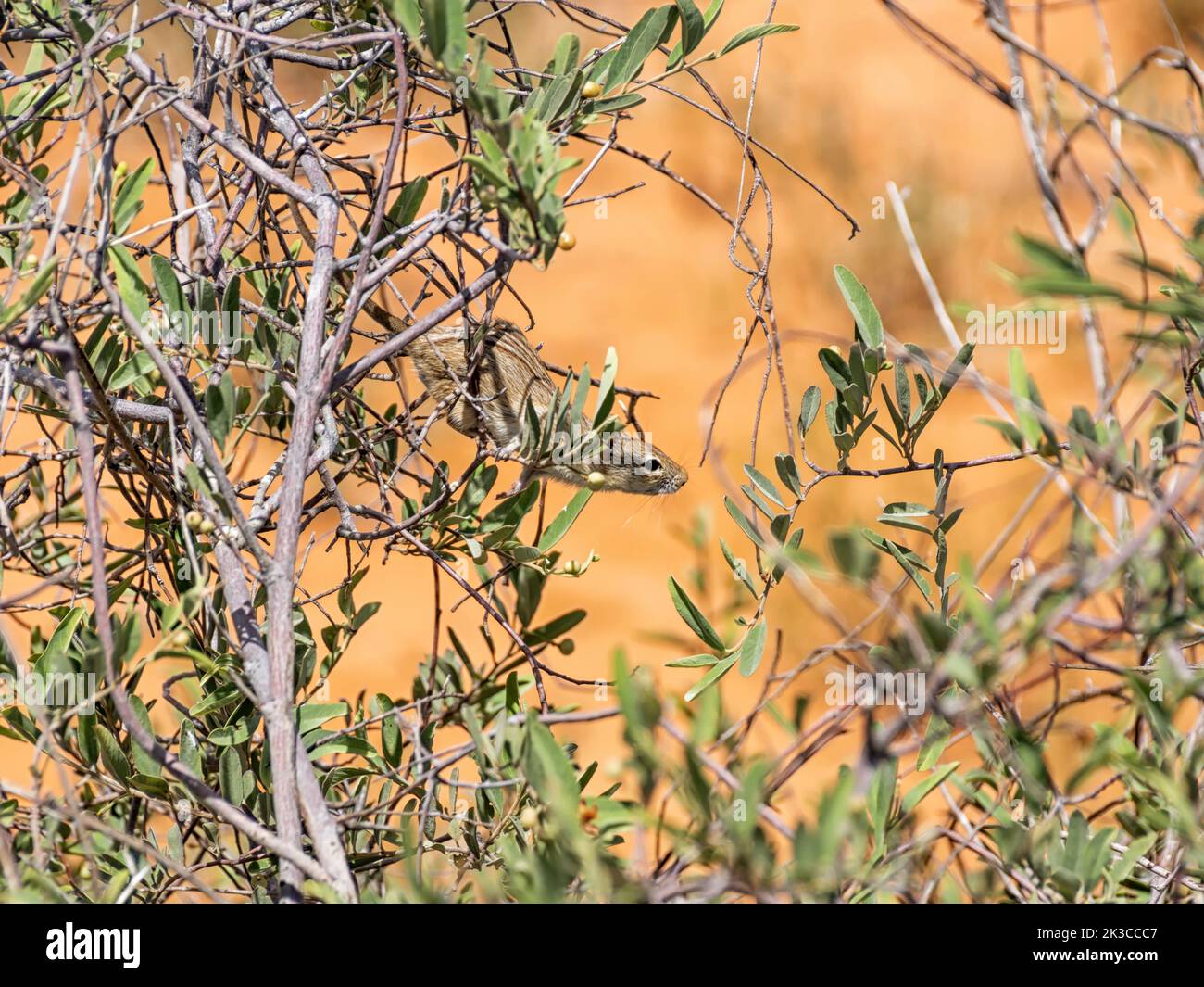 Kalahari mouse hi-res stock photography and images - Alamy