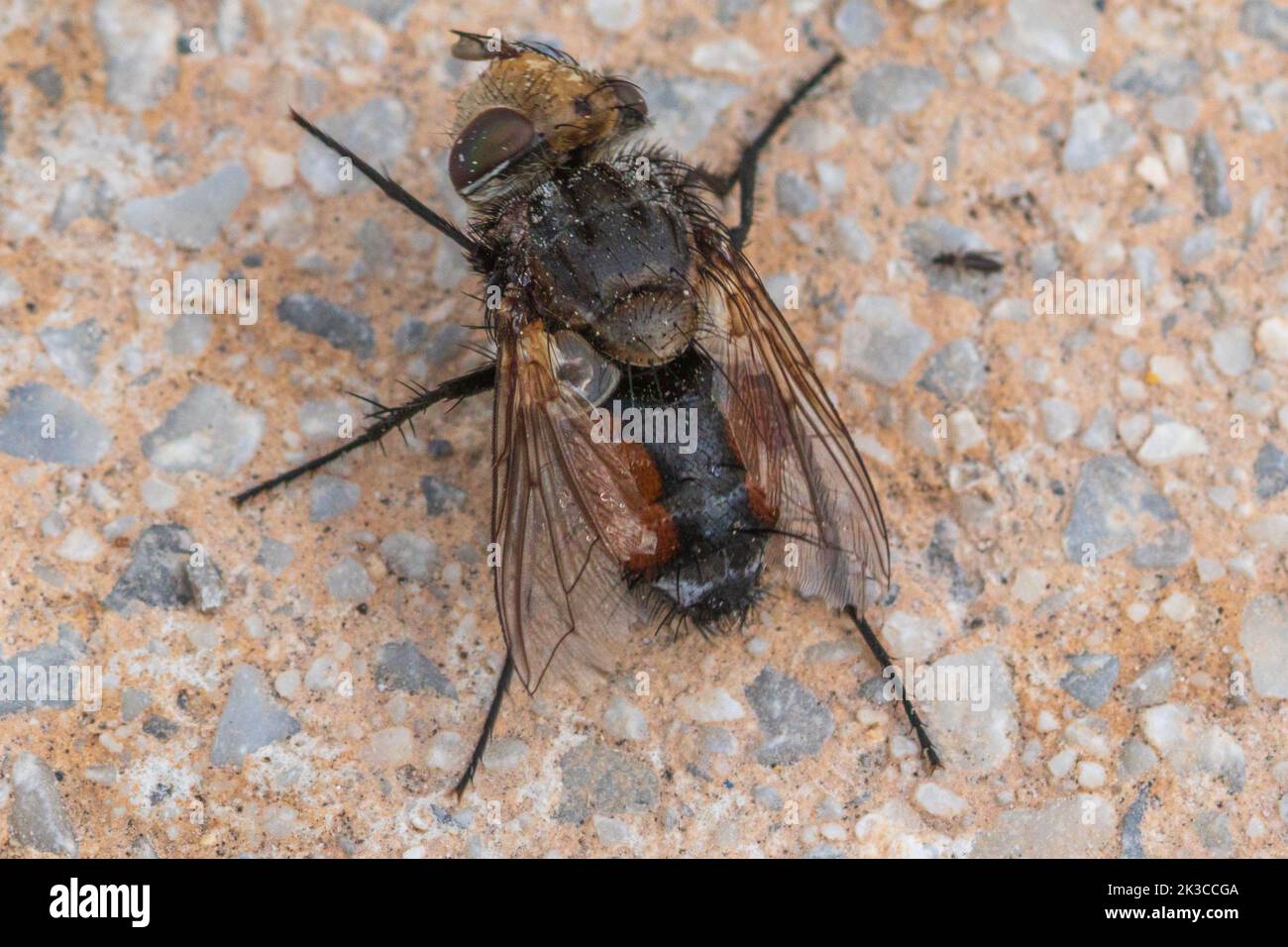 Gonia, Parasite Fly Stock Photo - Alamy