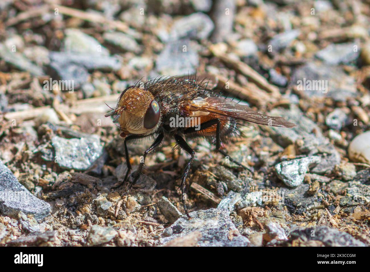 Gonia, Parasite Fly Stock Photo - Alamy