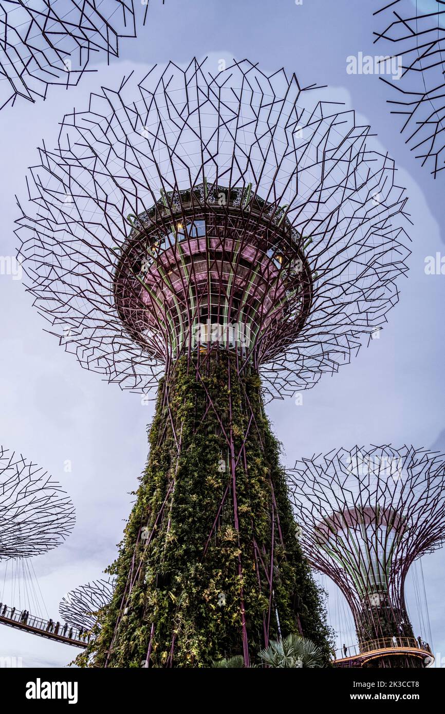 Singapore, July 24, 2022 - Super tree grove Stock Photo - Alamy