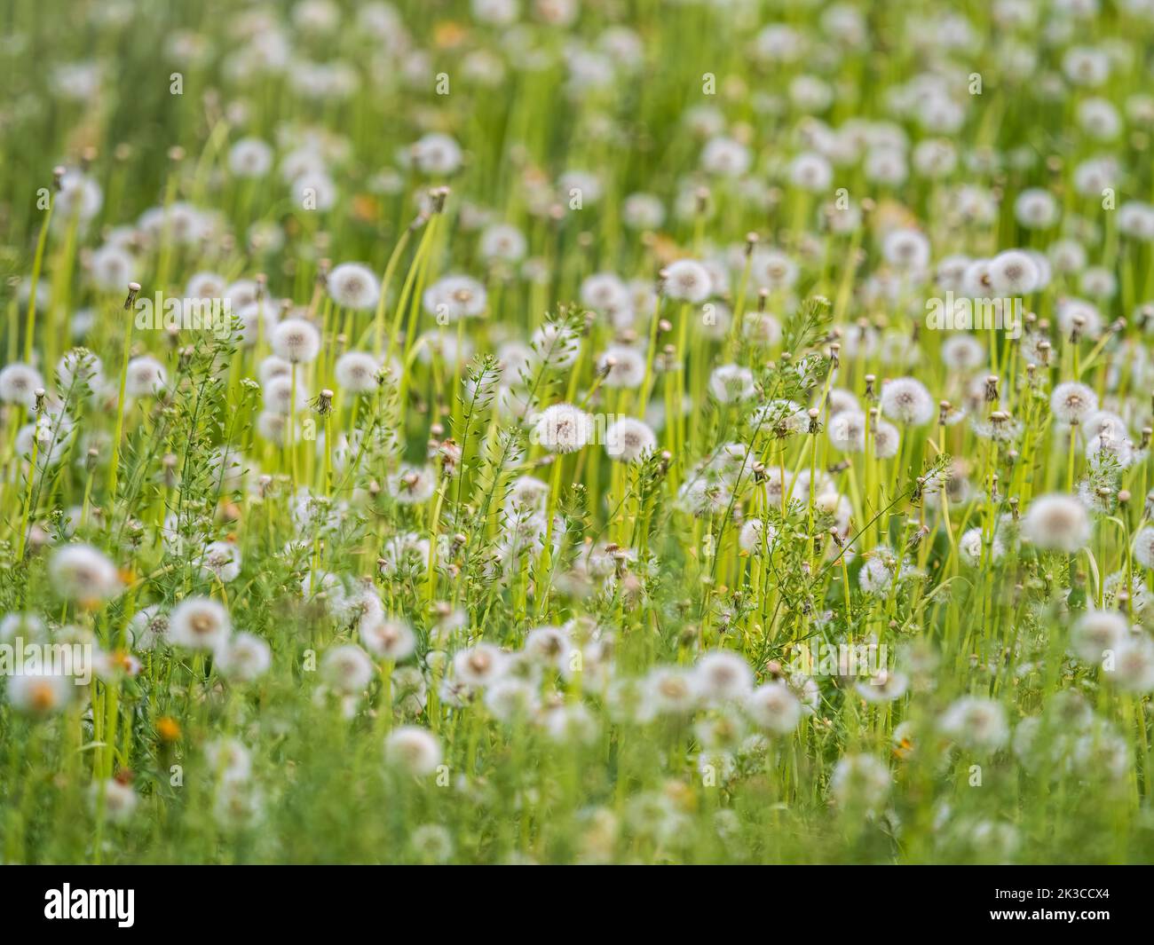 Field with white dandelion flowers. Meadow of white dandelions. Summer ...