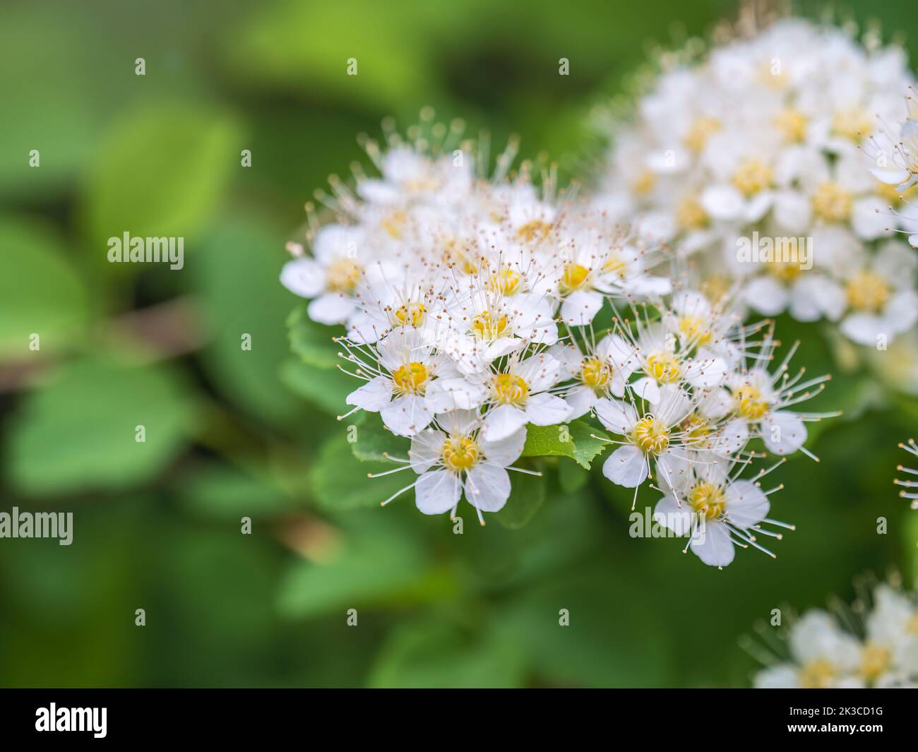 Spiraea chamaedryfolia or germander meadowsweet or elm-leaved spirea ...