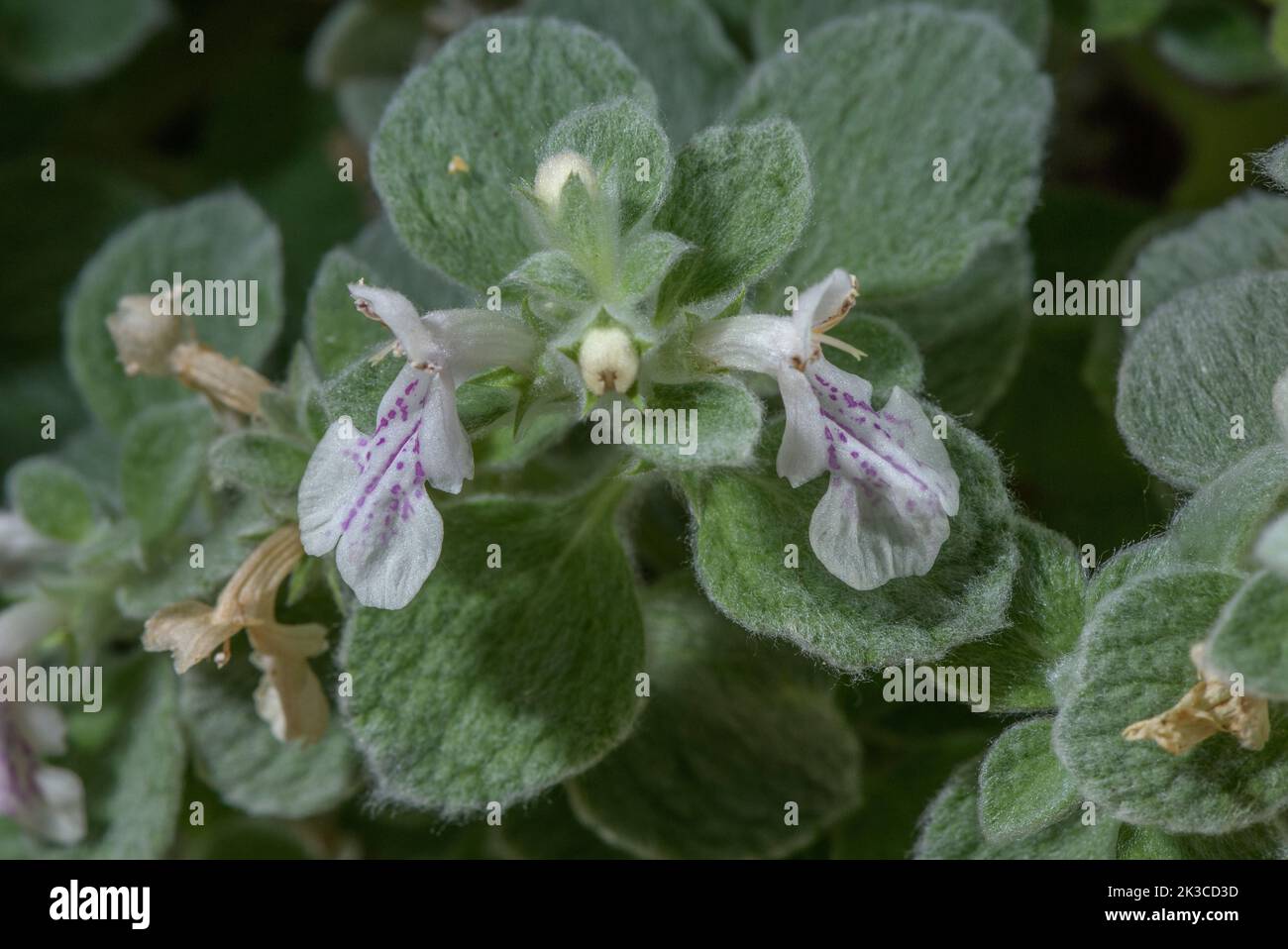 Endemic woundwort hi-res stock photography and images - Alamy