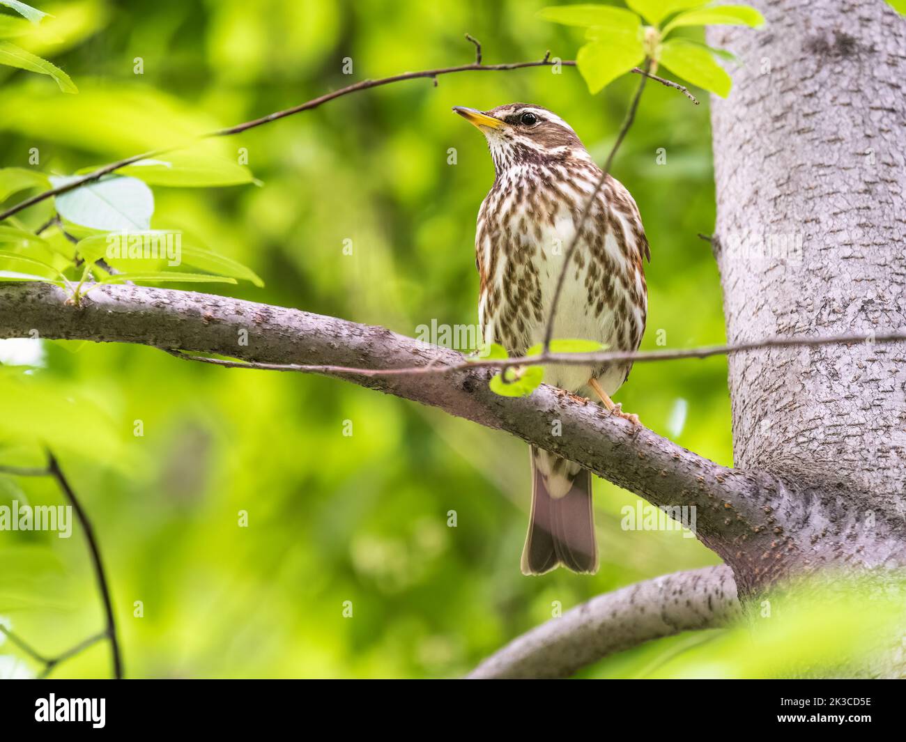 Wood bird Redwing, Turdus iliacus, sits on tree branch. Small thrush ...
