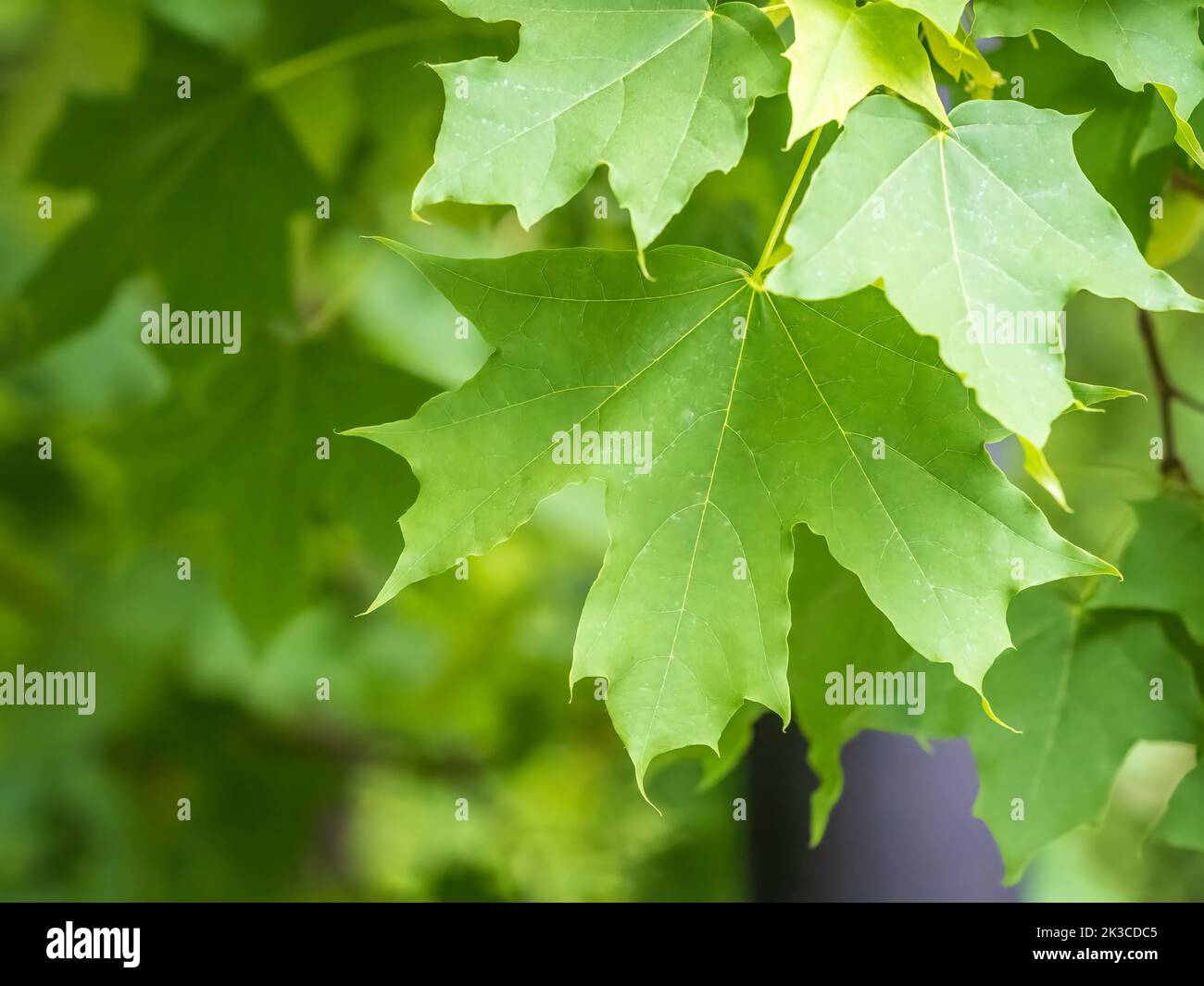 Spring branches of maple tree with fresh green leaves. Spring ...