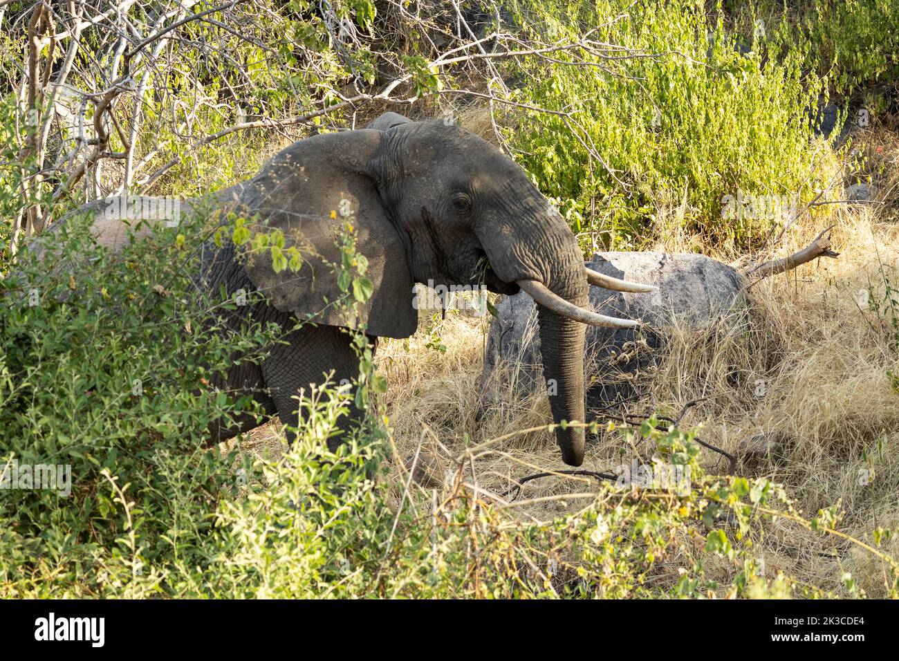 this Elephant bull was feeding in thick bush on the side of a koppie ...