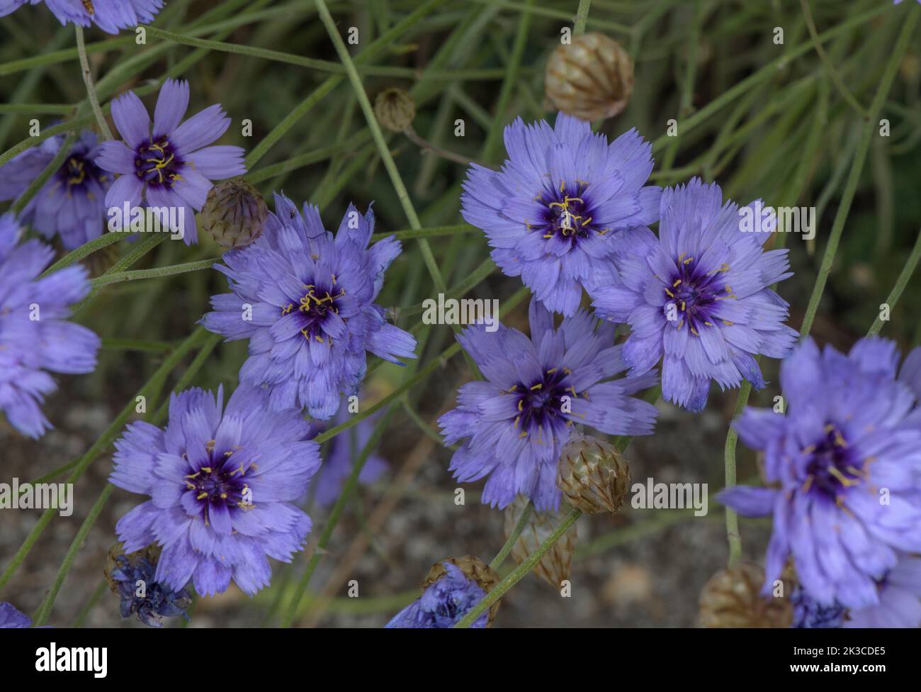 Blue Cupidone, Catananche caerulea, in flower; widely used in dried ...