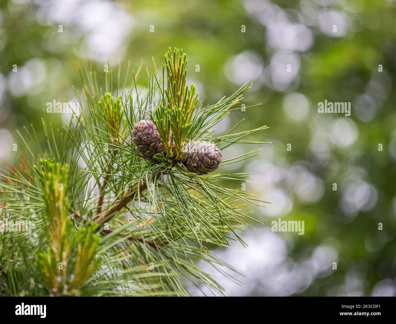 Branch with cone of Siberian stone pine, Pinus sibirica. Evergreen Christmas tree, a branch of ...