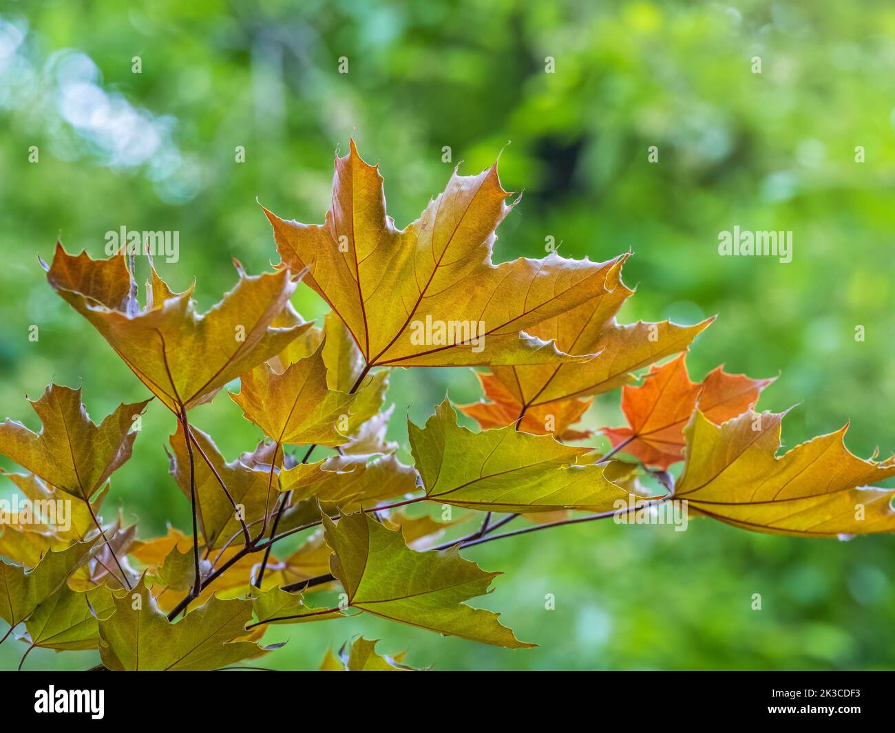 Tree branch with dark red leaves, Acer platanoides, the Norway maple ...
