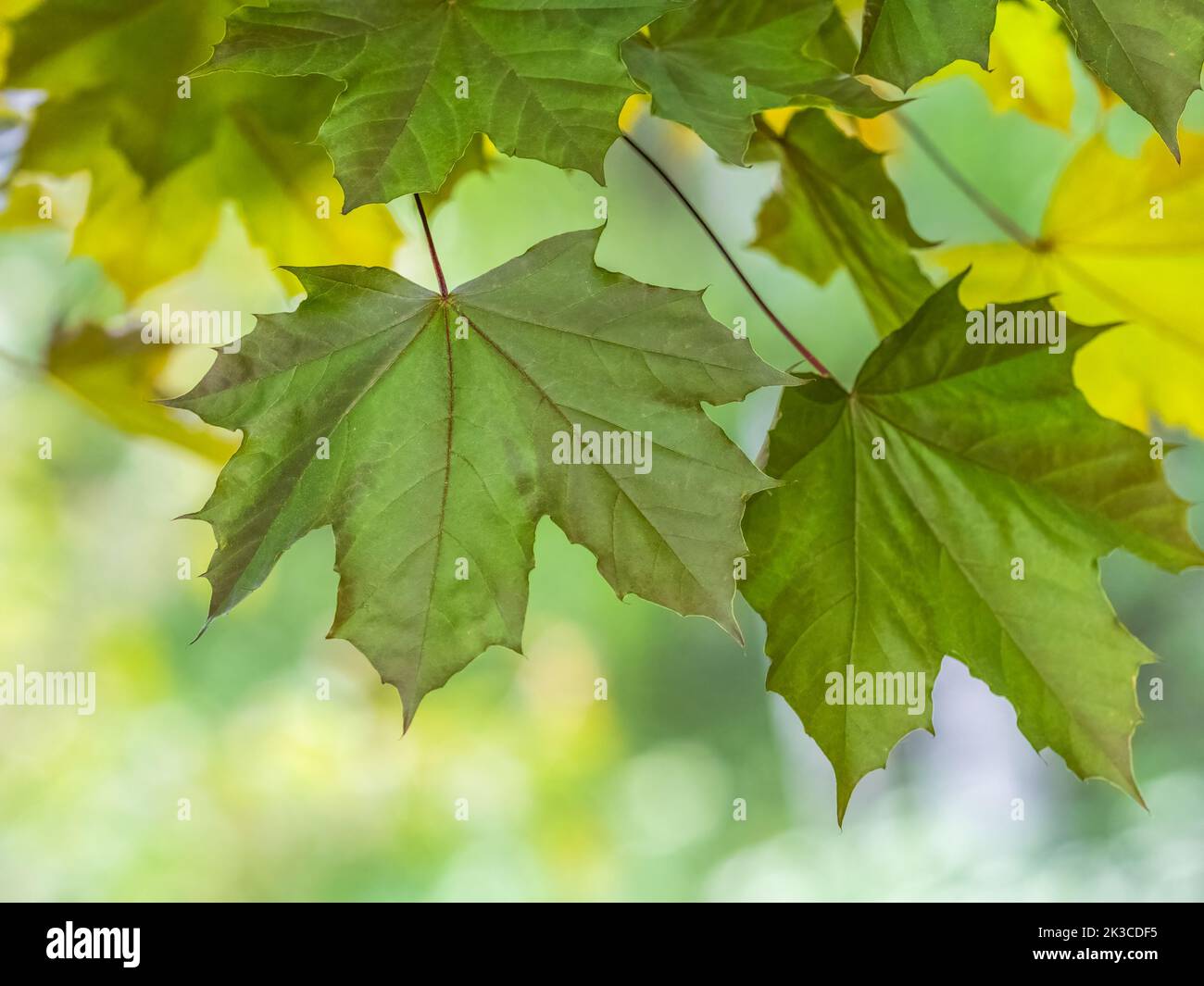 Spring branches of maple tree with fresh green leaves. Spring ...