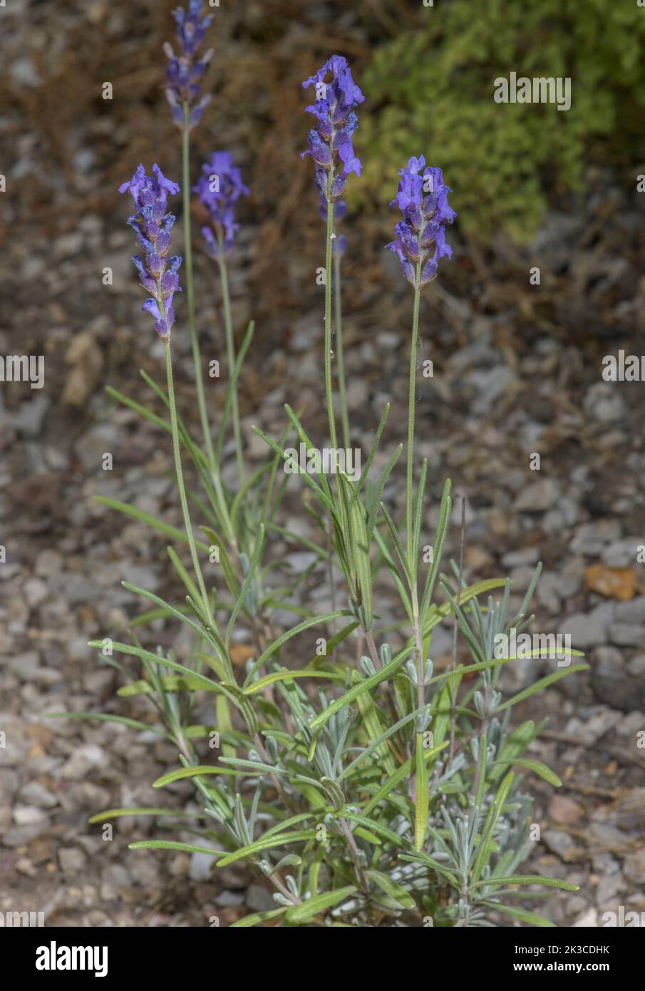 Lavandula angustifolia subsp pyrenaica hi-res stock photography and ...