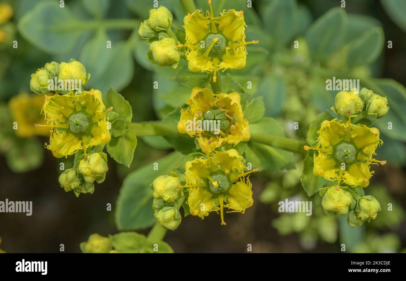 Fringed Rue, Ruta chalepensis in flower Stock Photo - Alamy