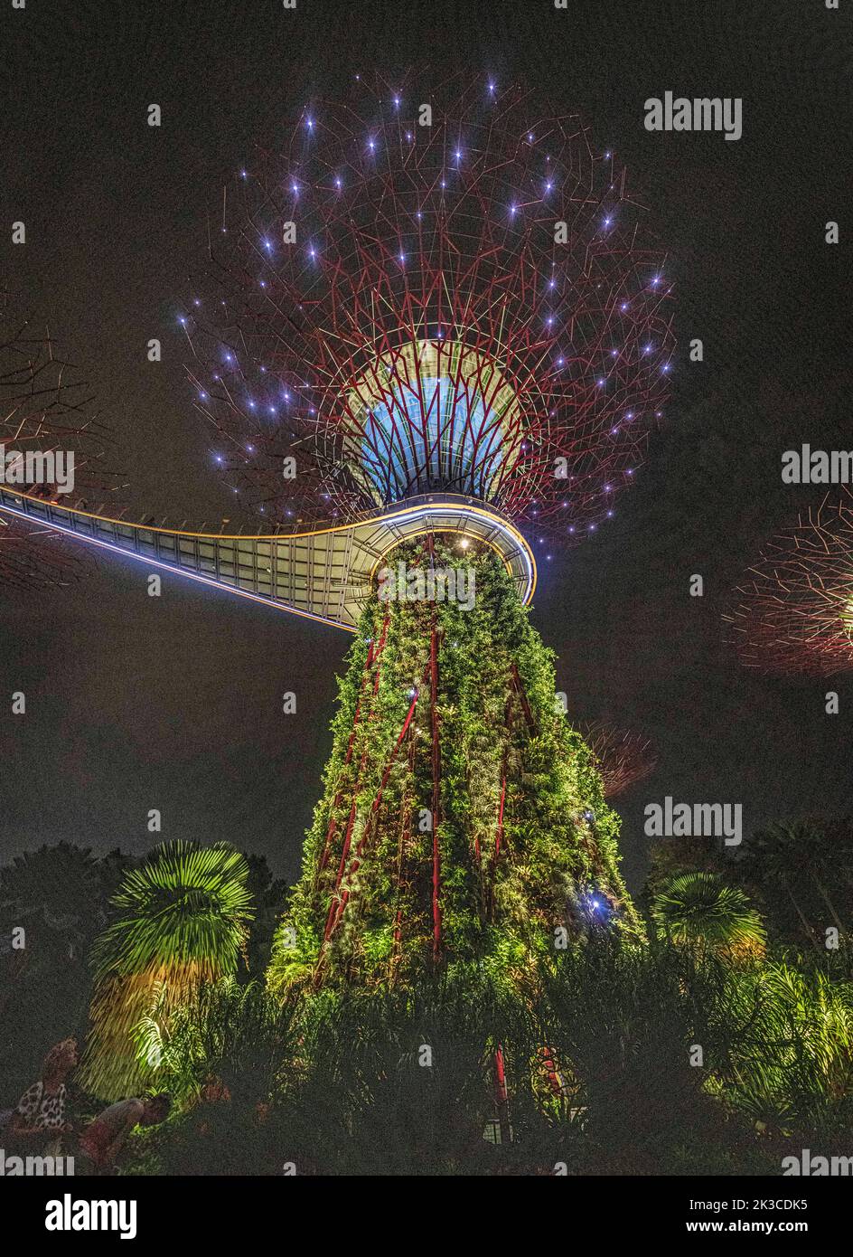 Singapore, July 24, 2022 - Super tree grove lit at night Stock Photo ...