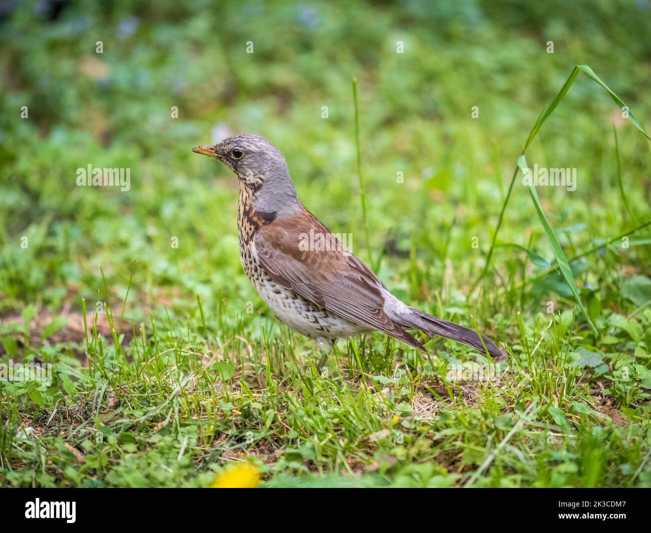Wood bird Fieldfare on a spring lawn. Fieldfare, Turdus pilaris. Close ...