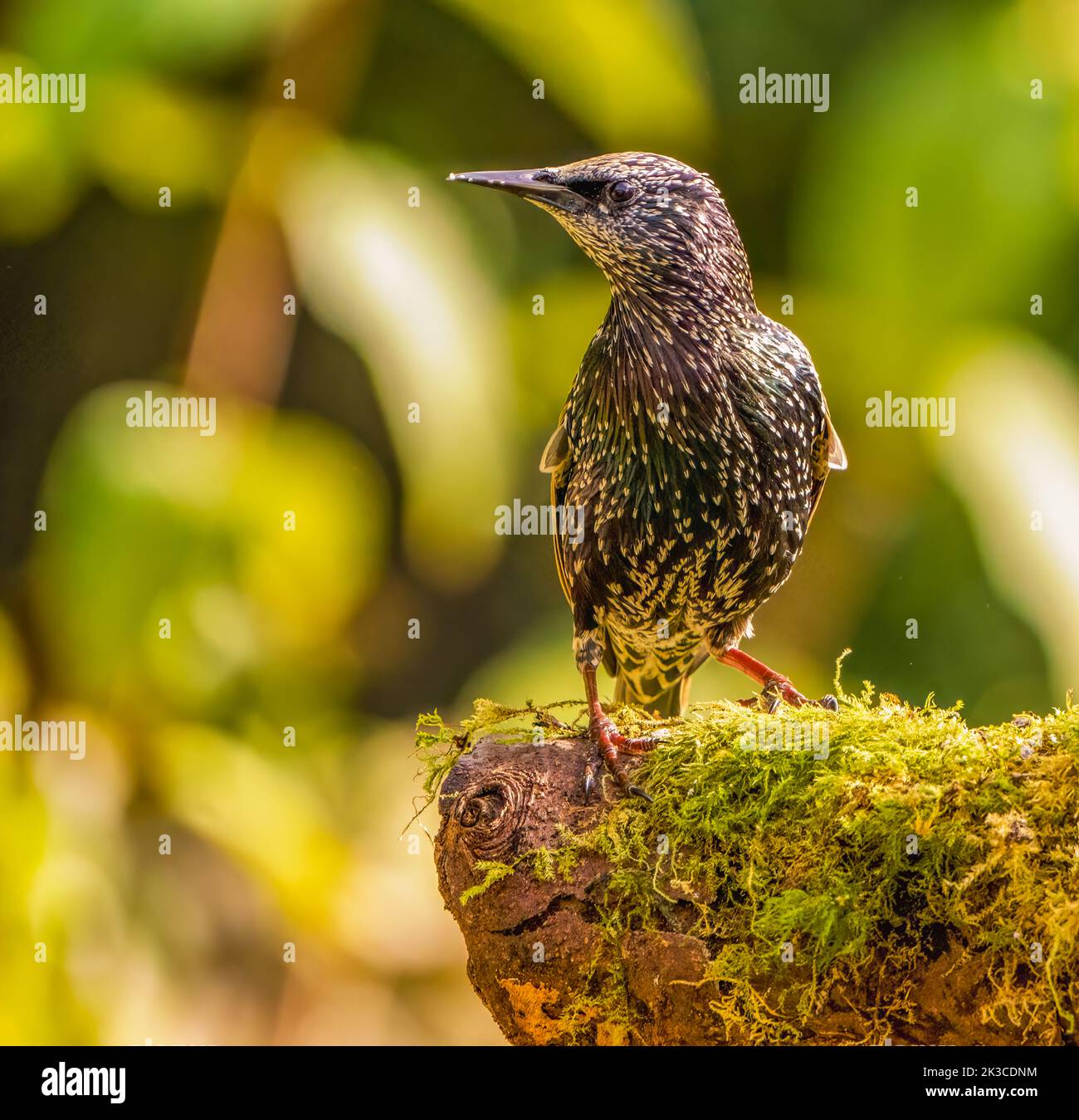 Sturnus vulgaris bird garden avian hi-res stock photography and images ...