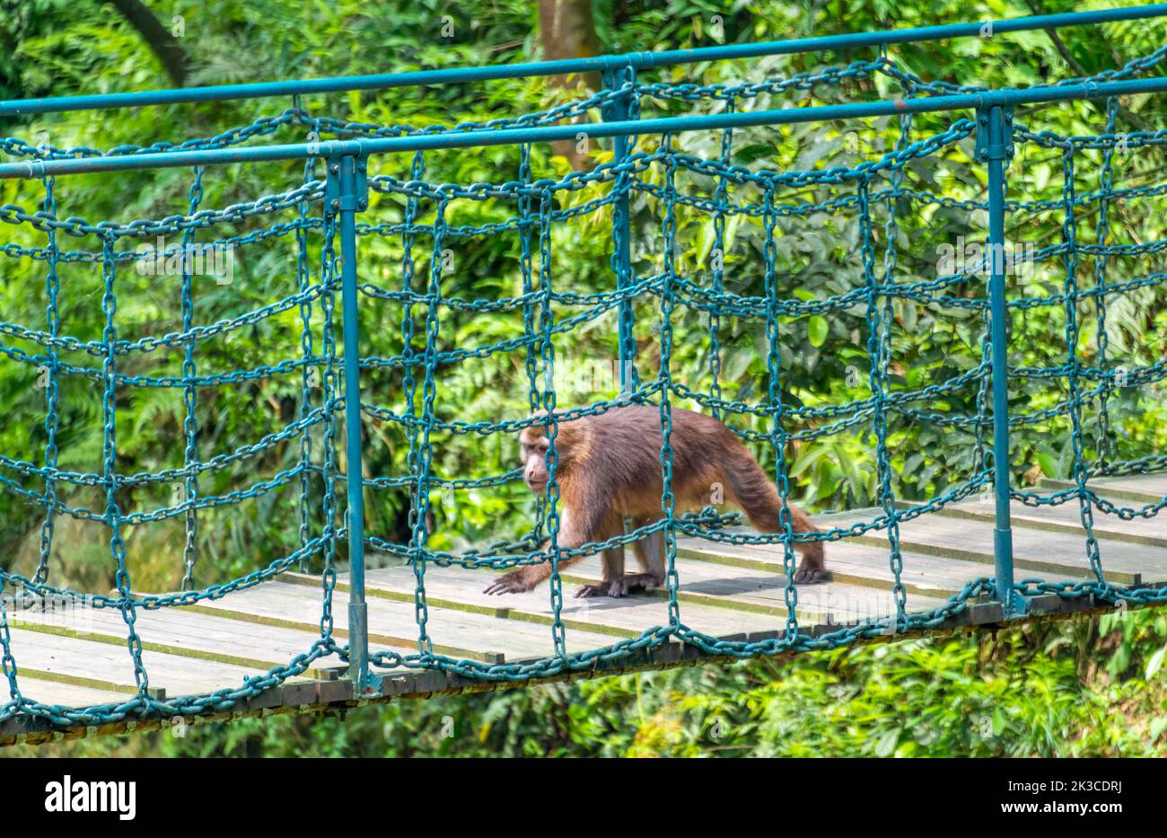 Monkeys crossing a bridge in Mount Emei, Sichuan Province, China Stock ...
