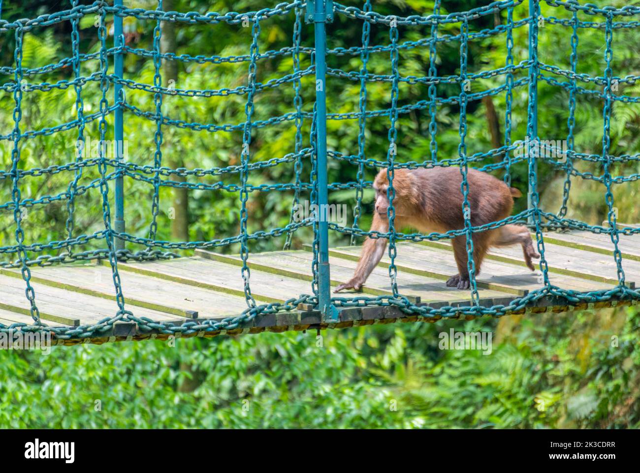 Monkeys crossing a bridge in Mount Emei, Sichuan Province, China Stock ...